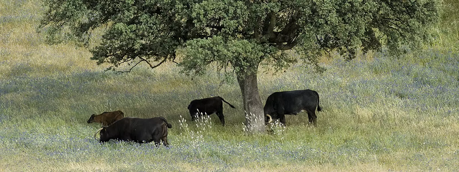 Fighting Bull Breeders Association